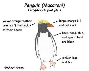 Macaroni Penguin on emaze