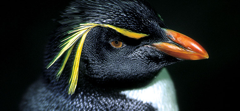 Macaroni Penguin on emaze