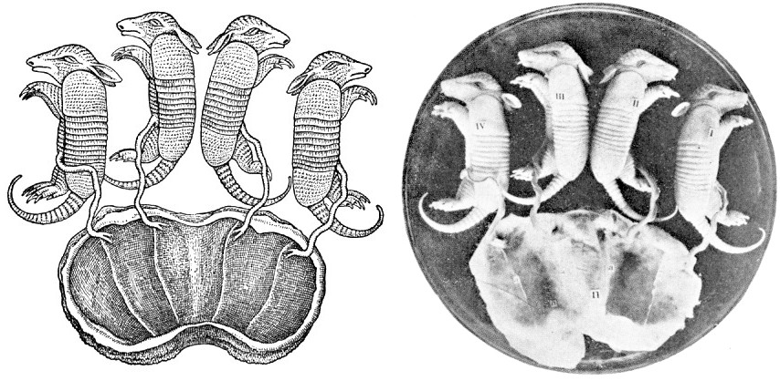 Reproduccion Asexual on emaze