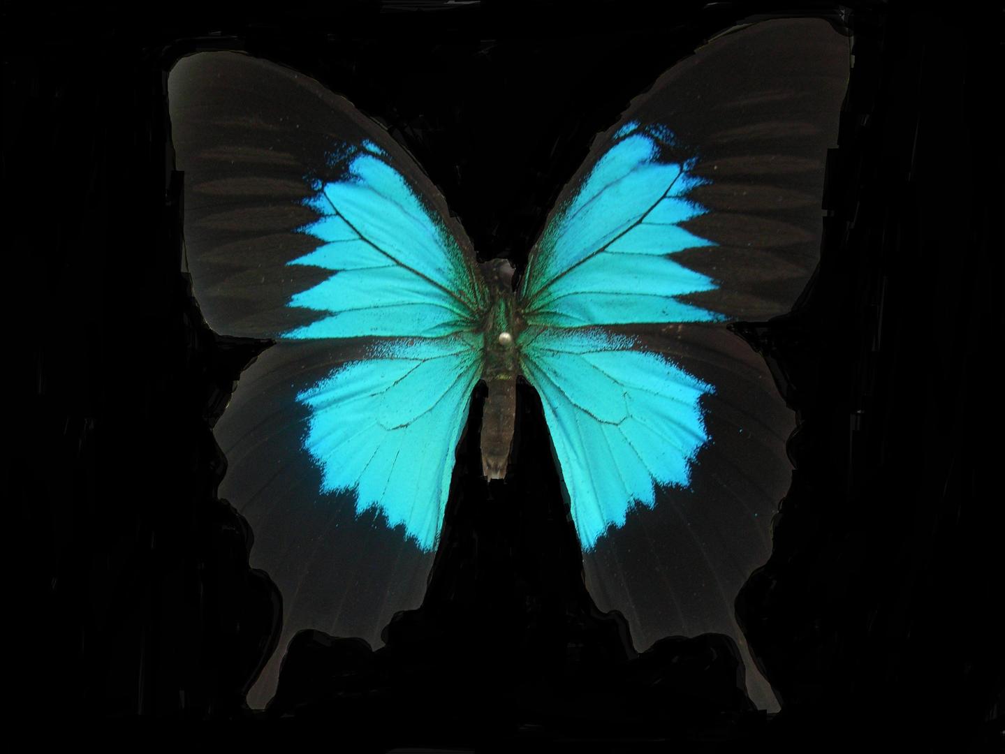 The Ulysses Butterfly at emaze Presentation