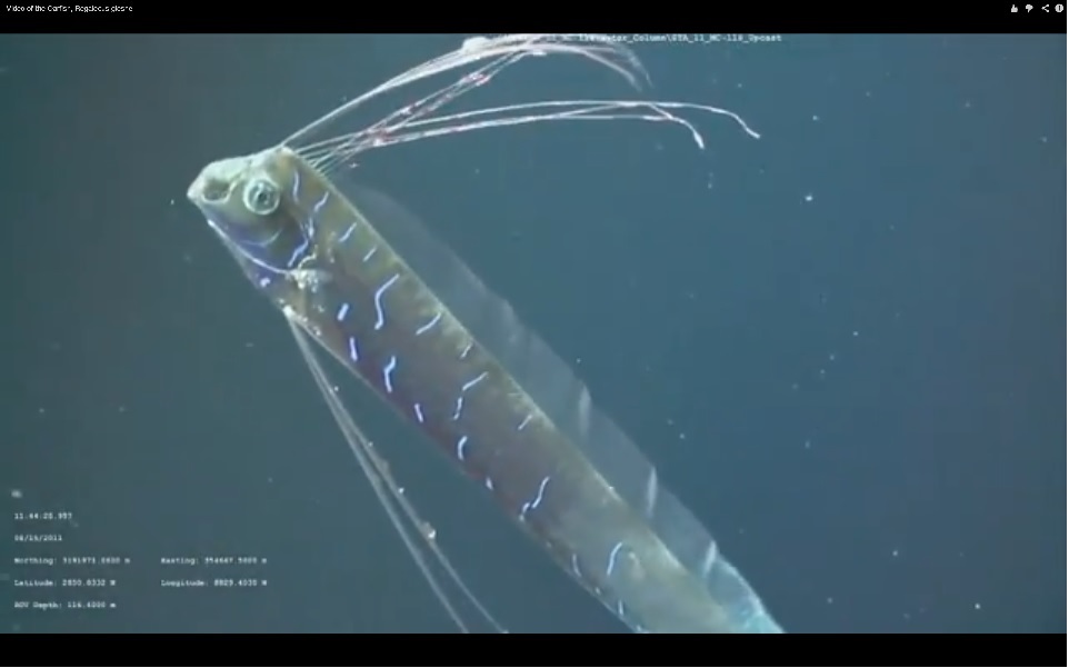 Giant Oarfish on emaze