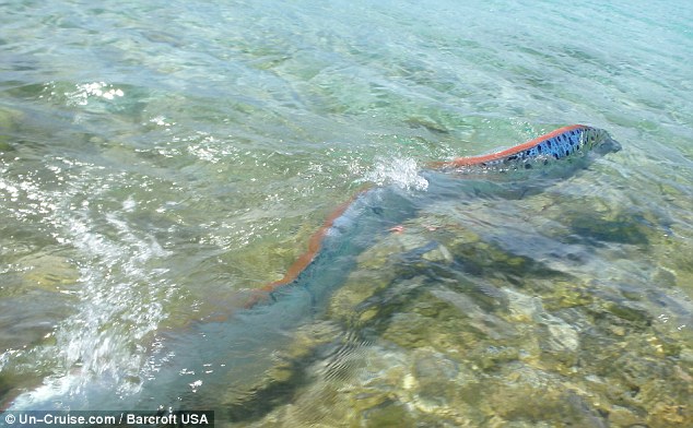 Giant Oarfish at emaze Presentation