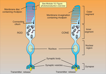 Opsin 3gene copy1 on emaze