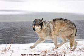 Wolf Pack And Behavior at emaze Presentation