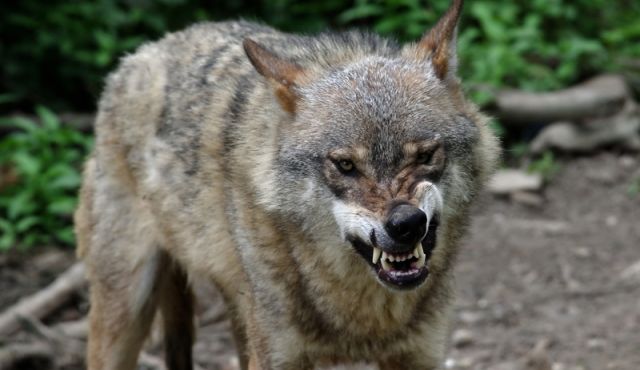 Wolf Pack And Behavior at emaze Presentation