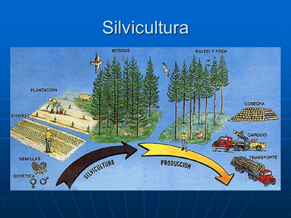 Sur de Chile on emaze