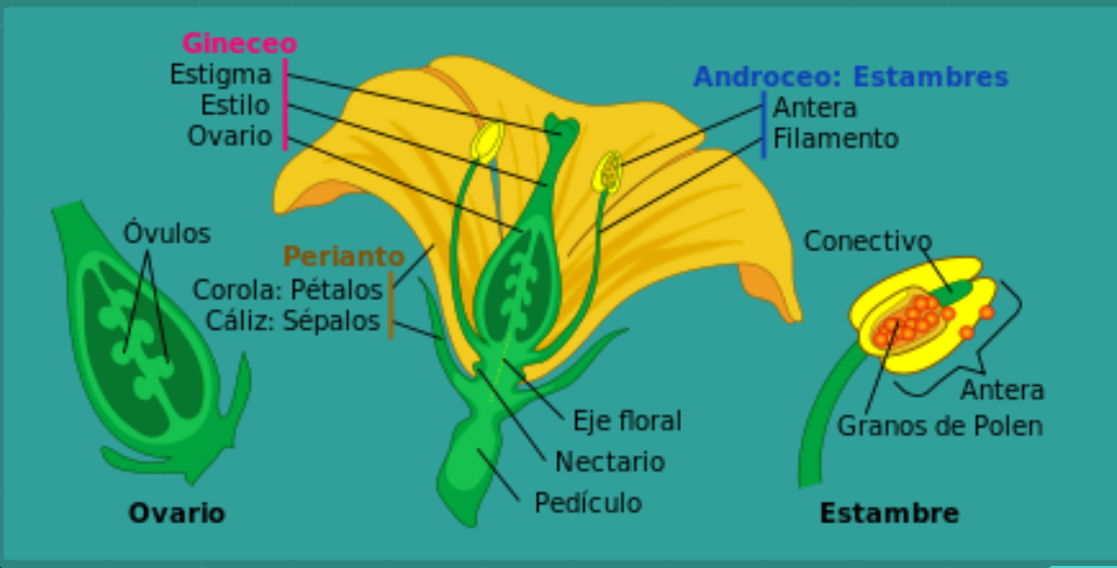 flores at emaze Presentation