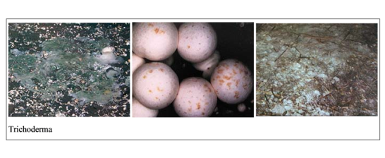 Untitled at emaze Presentation