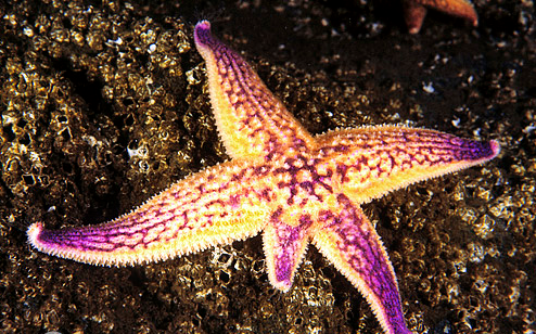 Derwent River Sea Star at emaze Presentation