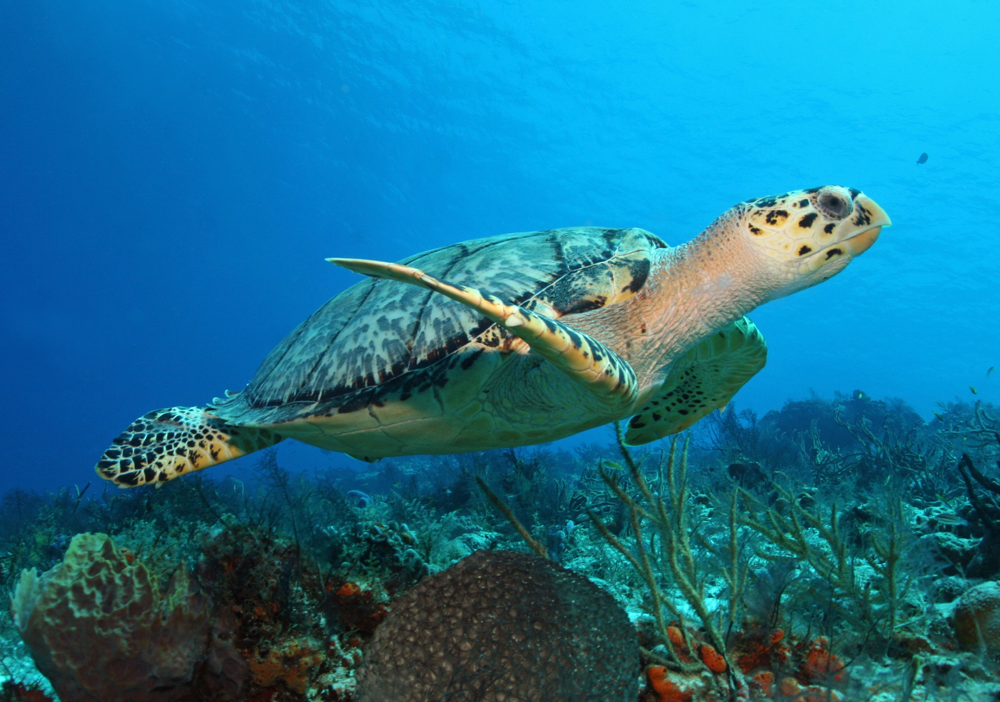 tortuga laud at emaze Presentation