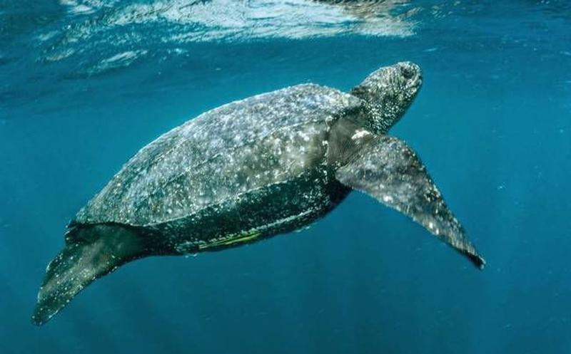 tortuga laud at emaze Presentation