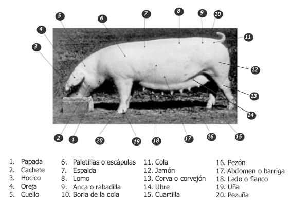 Ganado porcino on emaze