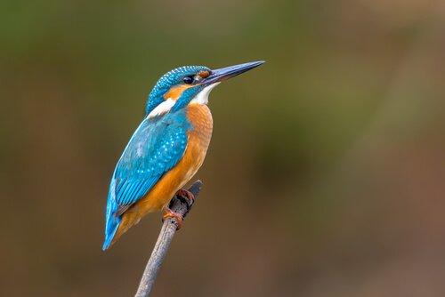 EL MARTÍN PESCADOR on emaze