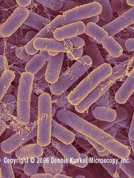 Bacteroides ~ Detailed Information | Photos | Videos