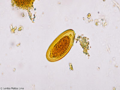 Vermes Intestinais 1 on emaze
