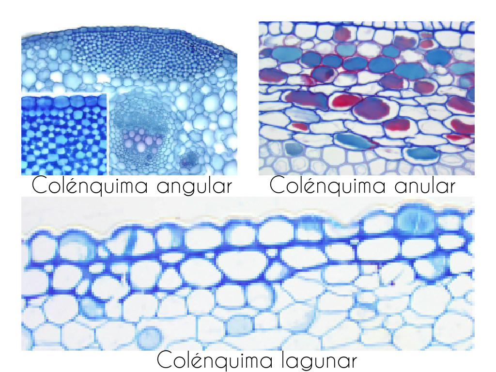 Biología on emaze