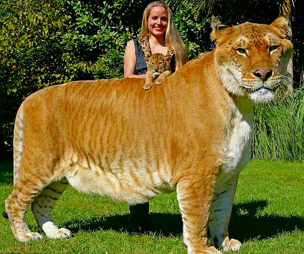 Hybridation on emaze