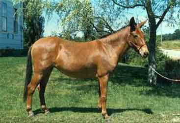 Hybridation on emaze
