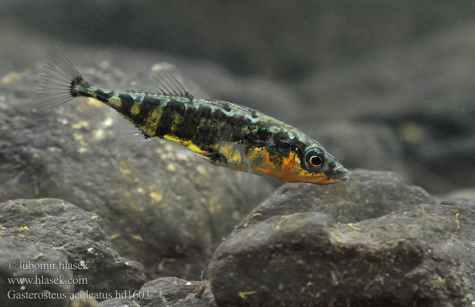 Gasterosteus - Alchetron, The Free Social Encyclopedia