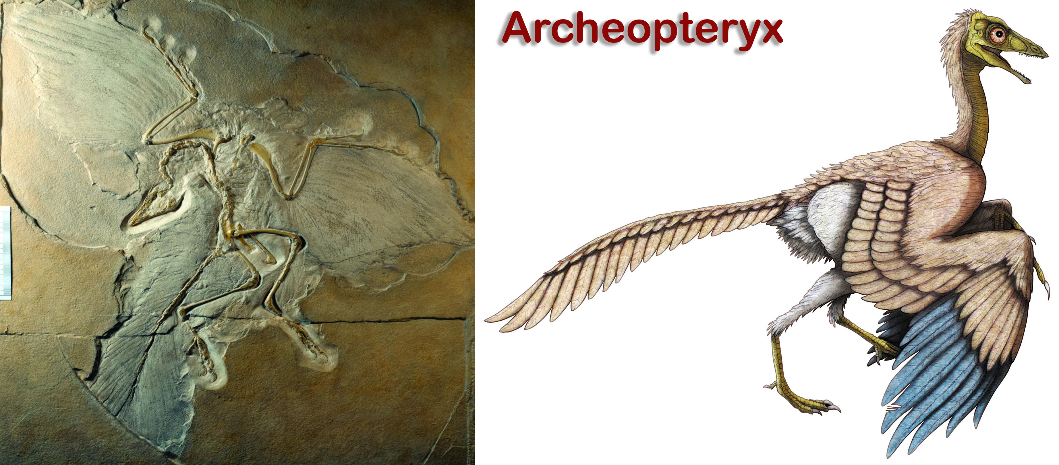 Is Evolution Baby on emaze