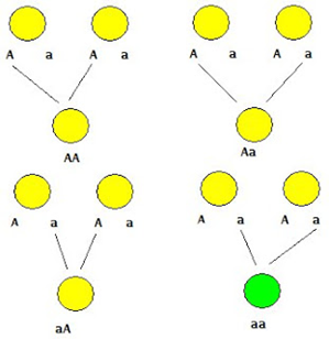 historia de la genetica at emaze Presentation