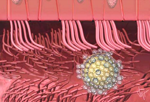 reproductor de la hembra at emaze Presentation