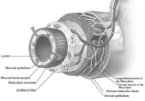 reproductor de la hembra at emaze Presentation