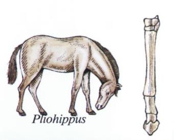 Evolution of a Horse on emaze