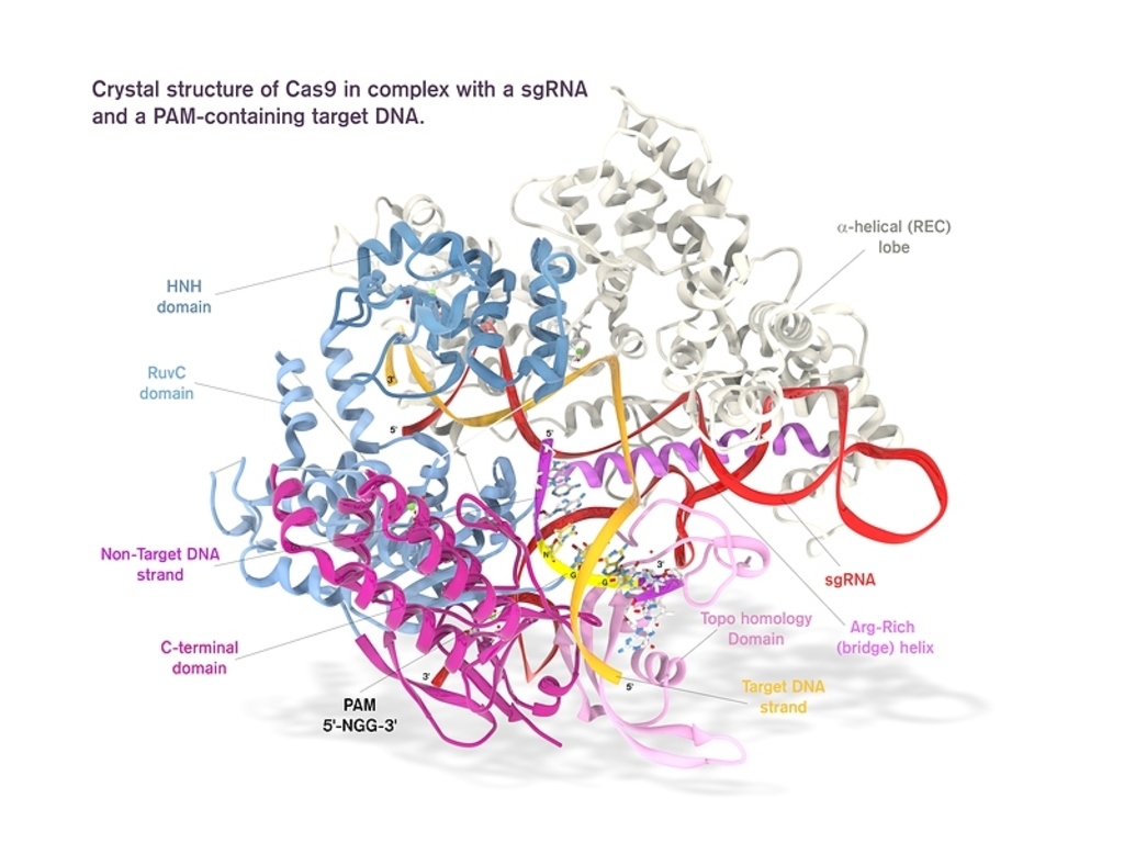 CRISPR at emaze Presentation