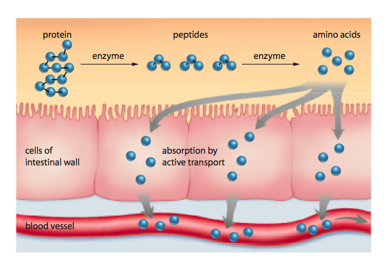 Diagram Illustrating Intracellular Digestion And The Role