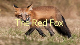 The Red Fox at emaze Presentation