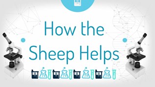 Sheep Pharming at emaze Presentation