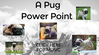 Pug Powerpoint copy1 at emaze Presentation