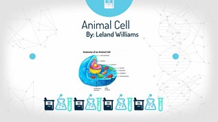 Animal Cell at emaze Presentation
