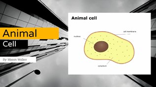 Animal Cell at emaze Presentation