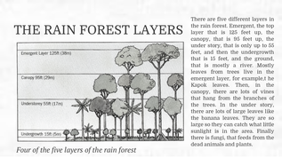 RAINFOREST at emaze Presentation