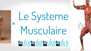 le systeme musculaire at emaze Presentation