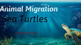 Animal Migration at emaze Presentation