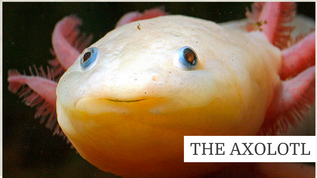 Mexican Walking Fish at emaze Presentation