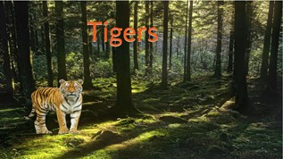 Tigers at emaze Presentation