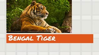 Bengal Tiger (Endangered) Research Project at emaze Presentation