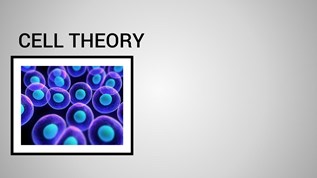 Cell Theory at emaze Presentation