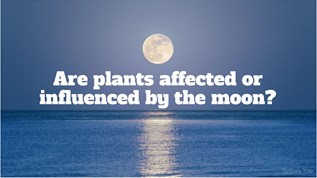 moon effect on plants at emaze Presentation