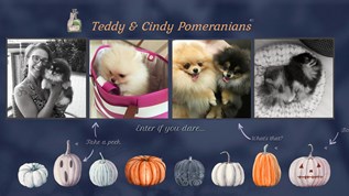 teddy.cindy.pom at emaze Photo Album