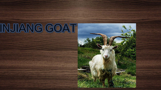 Presentation Name on emaze