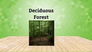 Deciduous forest at emaze Presentation