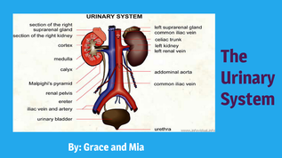 The Urinary System at emaze Presentation