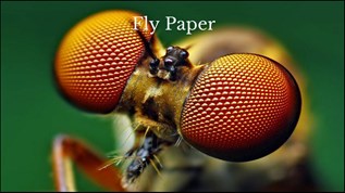 Fly: Breaking Bad at emaze Presentation