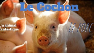 Le Cochon at emaze Presentation