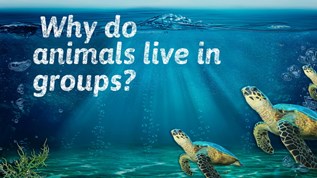 Animal Groups at emaze Presentation